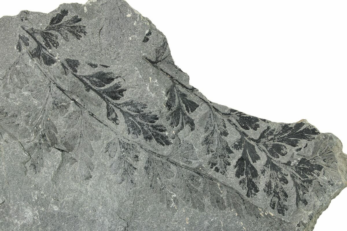 5.4" Pennsylvanian Fossil Plant Association - Kentucky (#252380) For ...