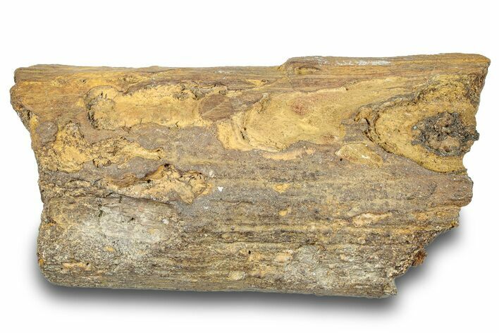 4.2" Pennsylvanian Horsetail (Calamites) Stem Section - Kentucky ...