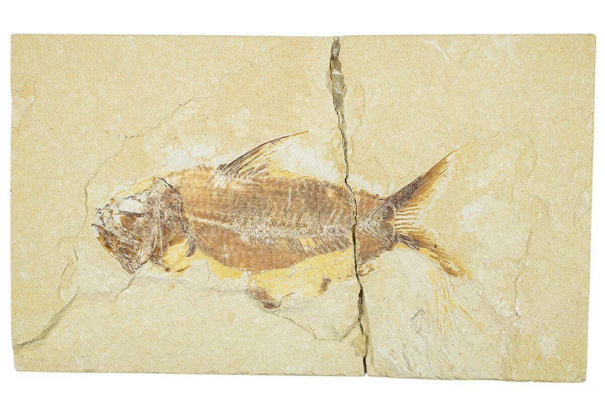 Bargain, 3.4" Cretaceous Fossil Fish (Nematonotus?) - Lebanon (#252444 ...