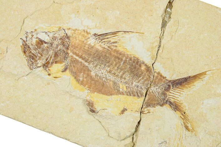 Bargain, 3.4" Cretaceous Fossil Fish (Nematonotus?) - Lebanon (#252444 ...