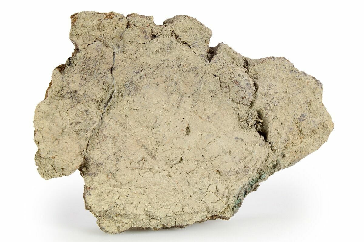 3" Dinosaur (Triceratops) Frill Shield Section - North Dakota (#252710 ...