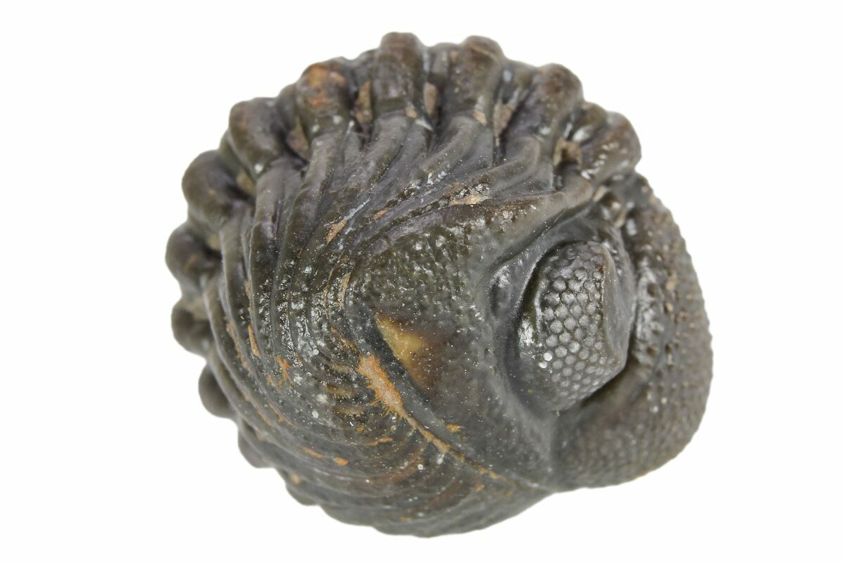 .75" Wide, Enrolled Morocops Trilobite - Morocco (#252636) For Sale ...