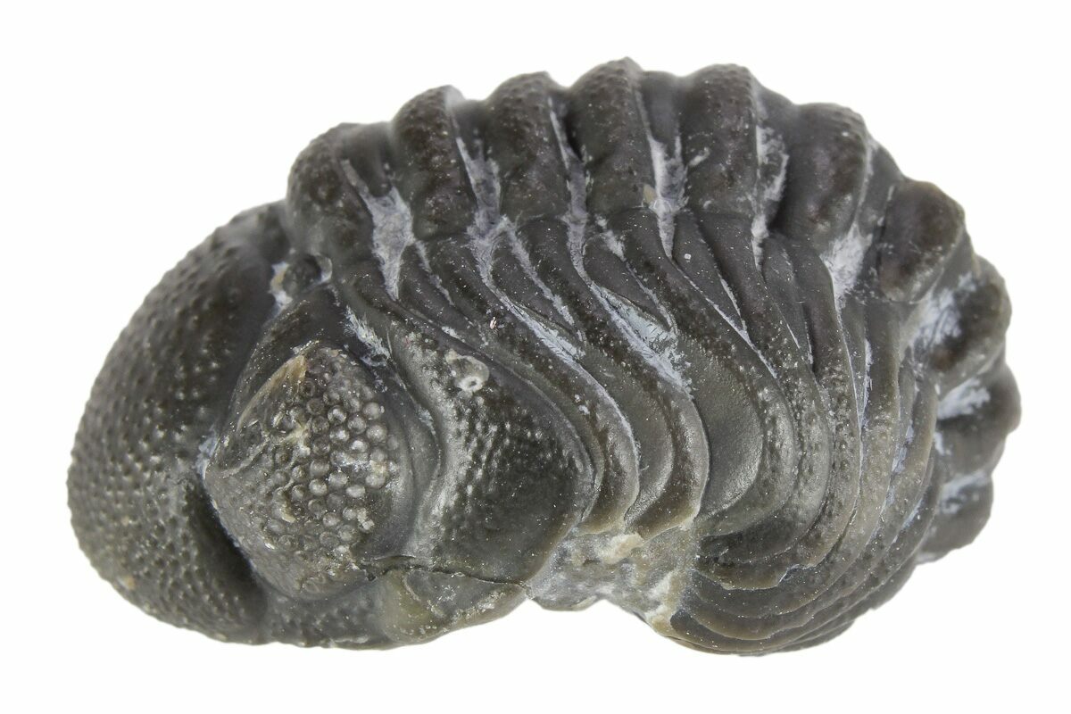 1.1" Long Curled Austerops Trilobite - Morocco (#252780) For Sale ...
