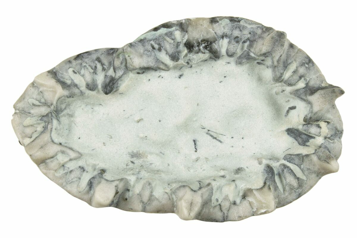 1.3" Fossil Crinoid (Eucalyptocrinus) Calyx - Indiana (#252451) For ...