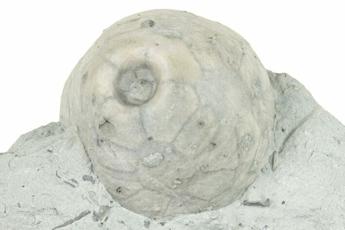 1.05" Fossil Crinoid (Eucalyptocrinus) Calyx - Indiana (#252452) For ...