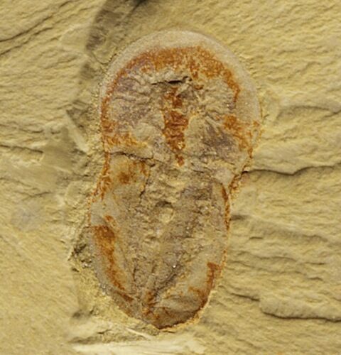 Soft-Bodied Naraoiid Arthropod (Naraoia) (#14932) For Sale - FossilEra.com