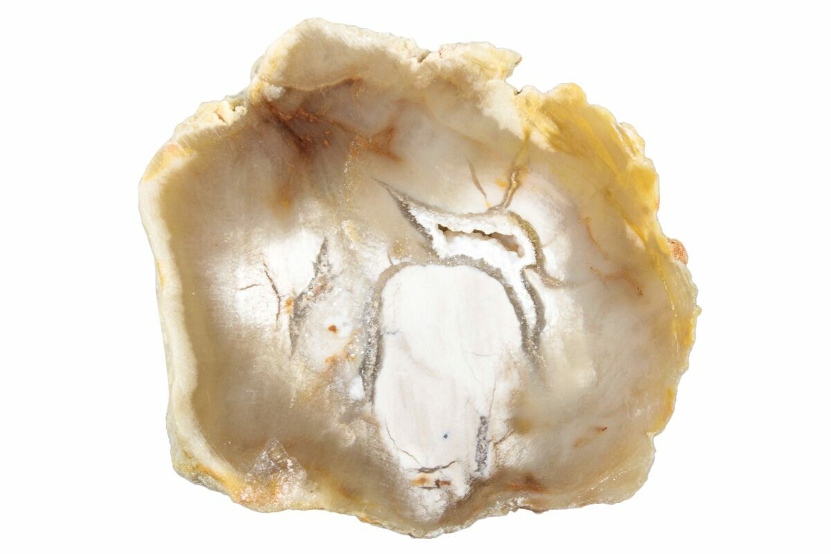 1" Polished Petrified Wood (Bald Cypress) Slab - Washington (#253035 ...