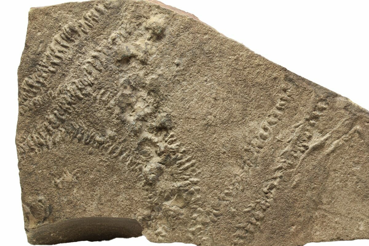 8.25" Cruziana (Fossil Trilobite Trackway) Plate - Morocco (#253156) For Sale - FossilEra.com
