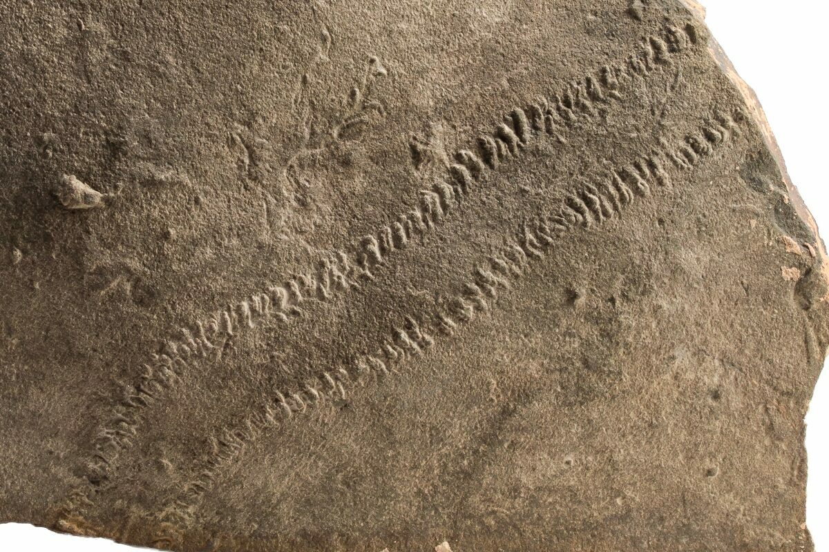 7" Cruziana (Fossil Trilobite Trackway) - Morocco (#253163) For Sale - FossilEra.com