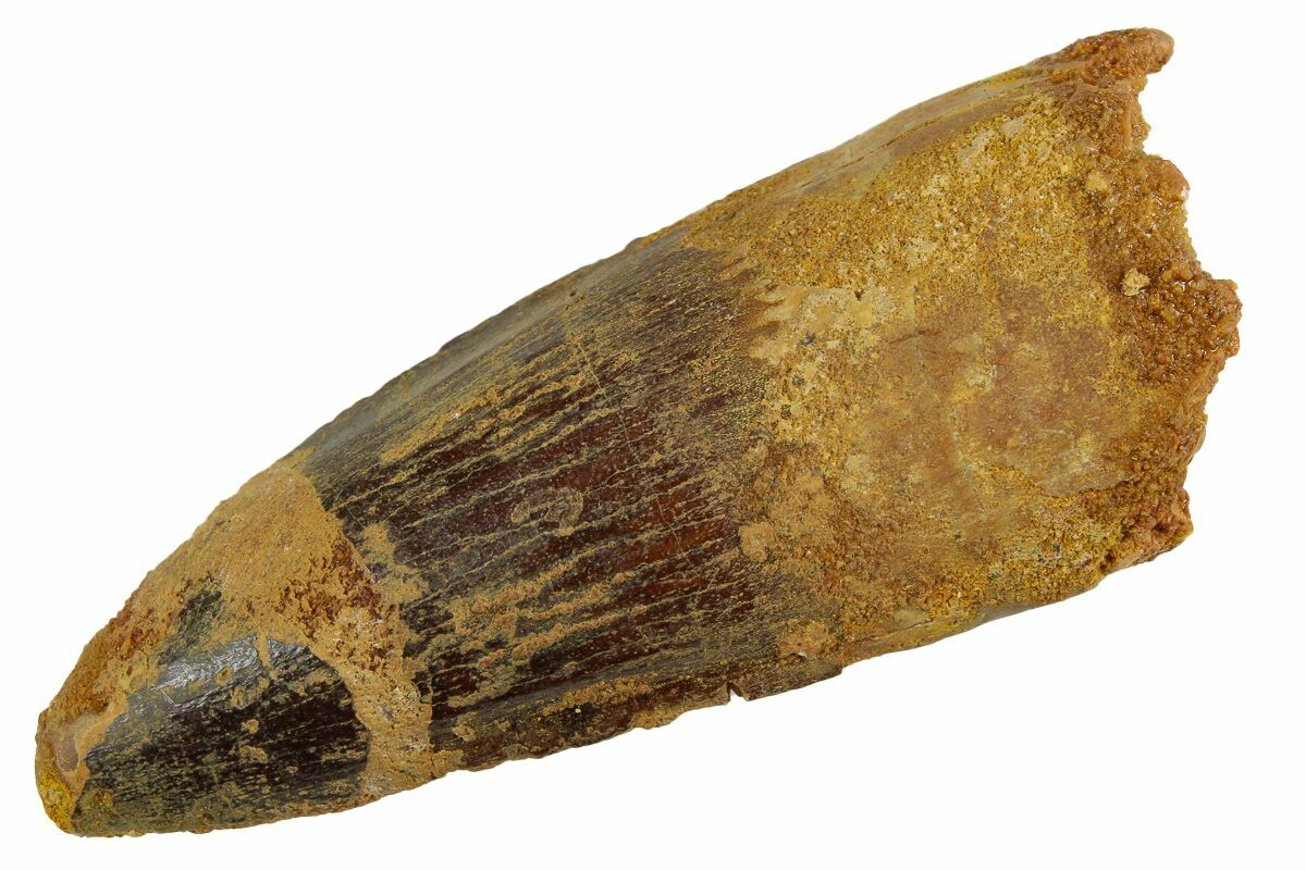 2.21" Fossil Spinosaurus Tooth - Real Dinosaur Tooth (#253509) For Sale ...