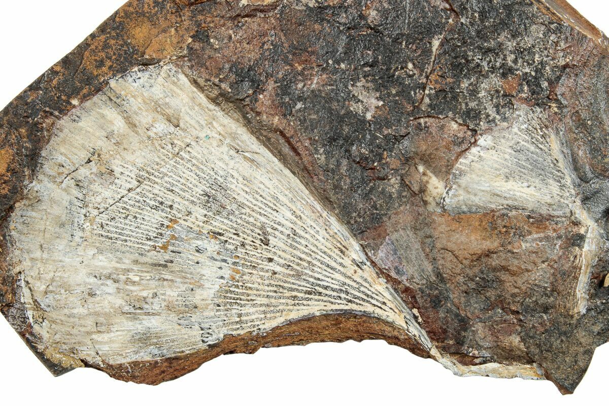 Two Fossil Ginkgo Leaves From North Dakota - Paleocene (#253836) For ...