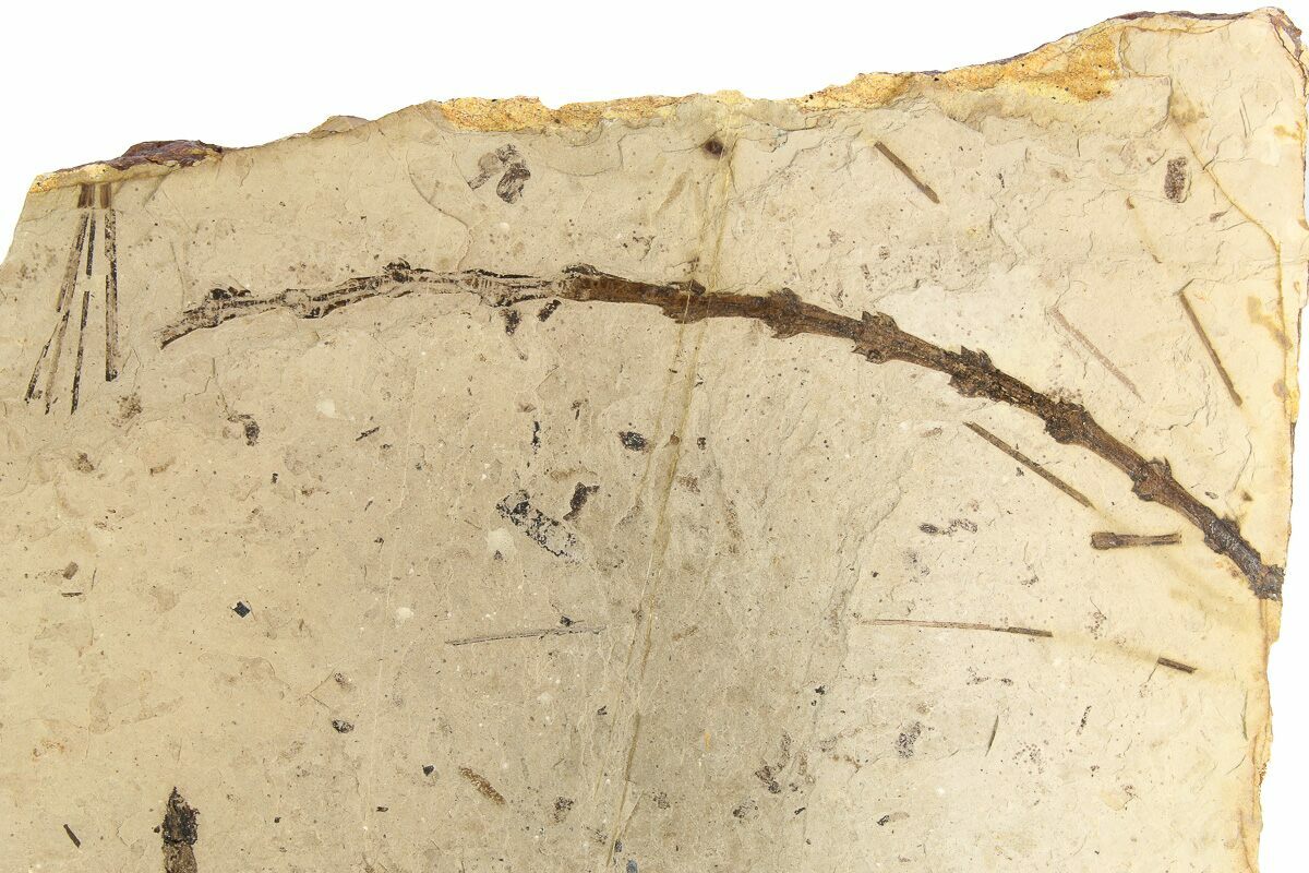 10.15" Fossil Conifer (Pinus) Plate - McAbee, BC (#253968) For Sale ...