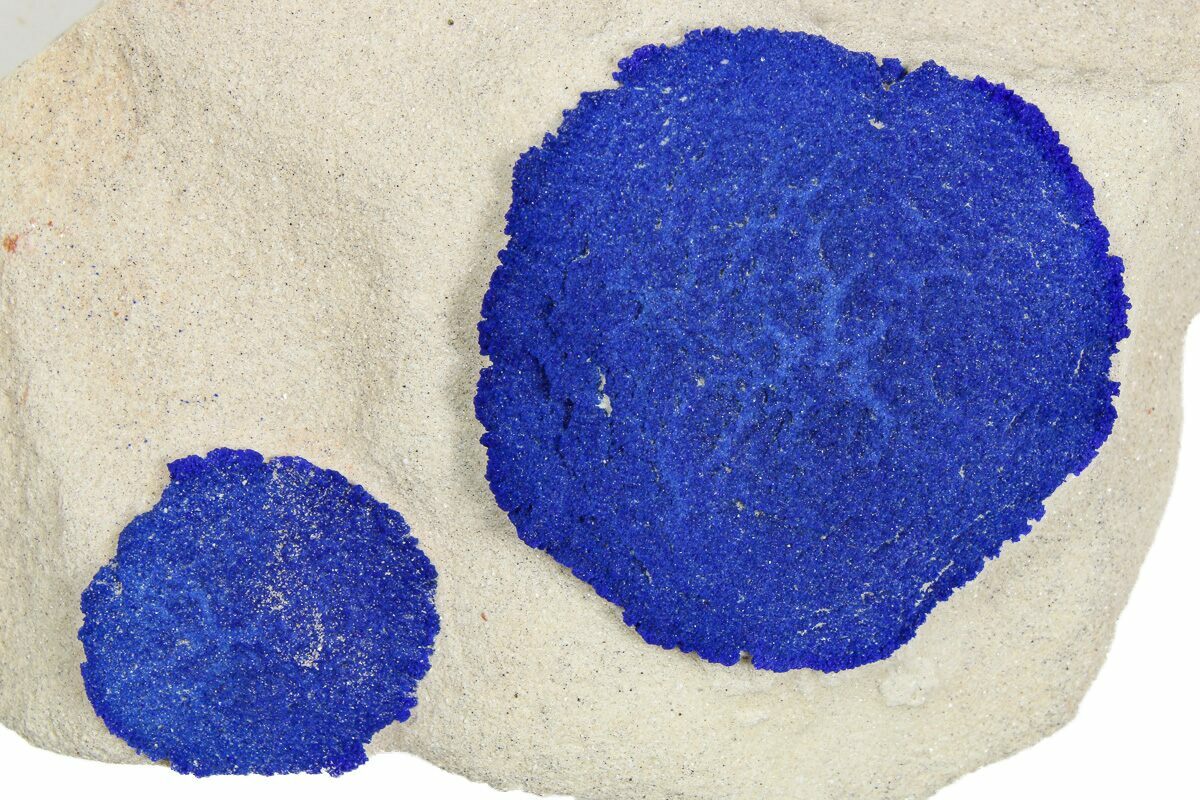 Vibrant Blue Azurite Suns on Siltstone - Australia (#254057) For Sale ...