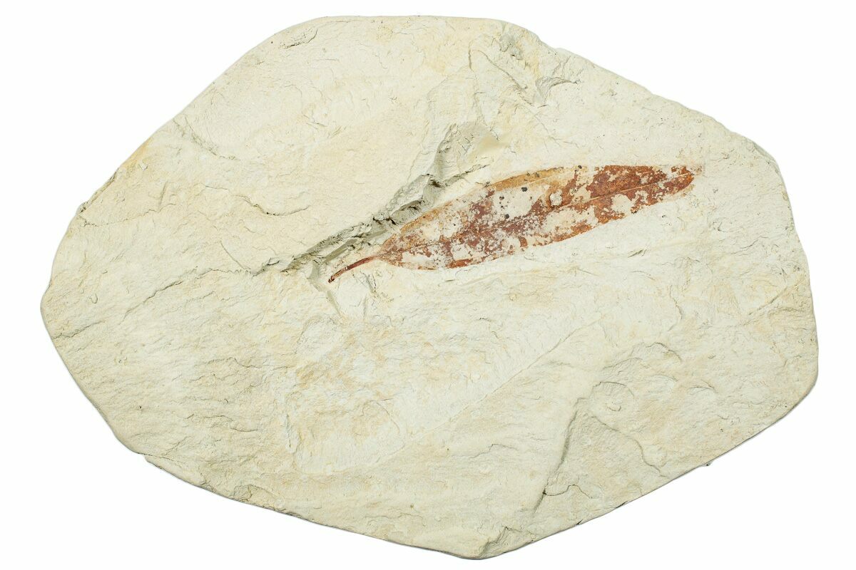 2.25" Miocene Fossil Leaf (Cinnamomum) - Augsburg, Germany (#254107 ...