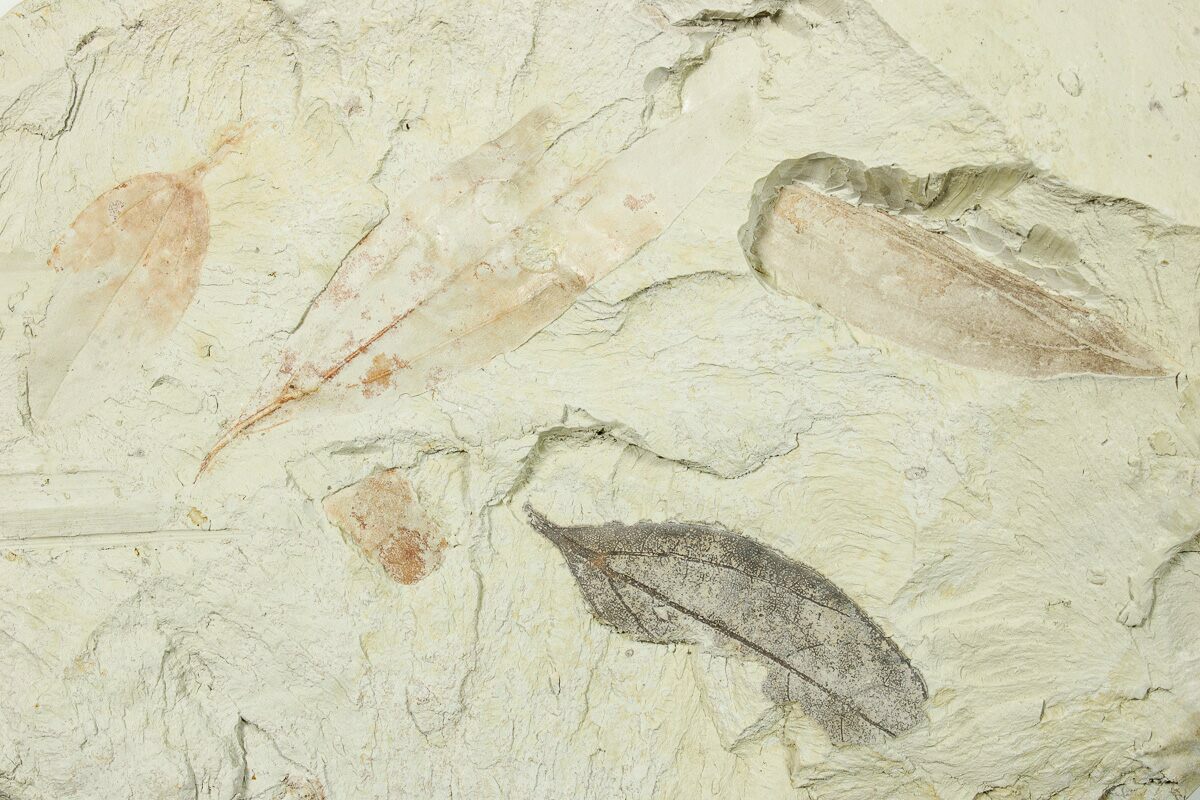 Four Miocene Fossil Leaves (Cinnamomum) - Augsburg, Germany (#254110 ...