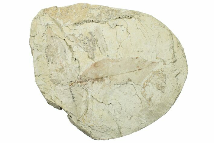 Three Miocene Fossil Leaves - Augsburg, Germany (#254116) For Sale ...
