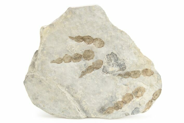 8.4" Plate of Dinosaur (Grallator) Tracks - Negative Impressions ...