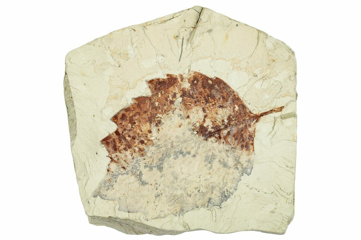 2.15" Miocene Fossil Leaf (Populus) - Augsburg, Germany (#254157) For ...
