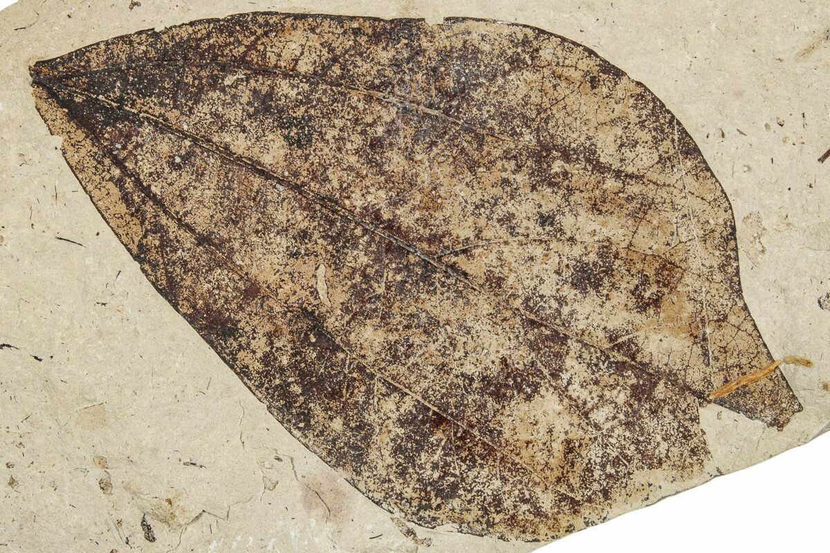 3.15" Fossil Leaf (Cinnamomum) - France (#254248) For Sale - FossilEra.com