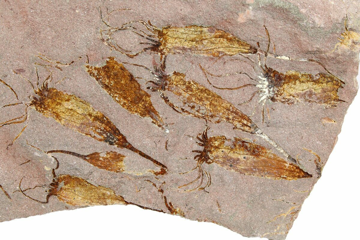 12" Eocrinoid (Ascocystites) Mortality Plate - Ordovician (#254465) For ...