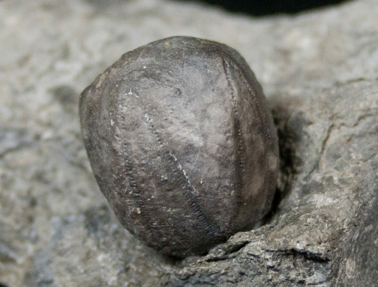 Blastoid (Pentremites) Plate - Oklahoma (#14987) For Sale - FossilEra.com