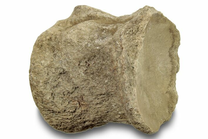 1.4" Fossil Mosasaur (Platecarpus) Caudal Vertebra - Kansas (#254603 ...