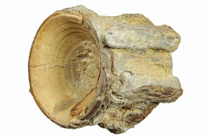 1" Fossil Fish (Ichthyodectes) Vertebra - Kansas (#254614) For Sale ...