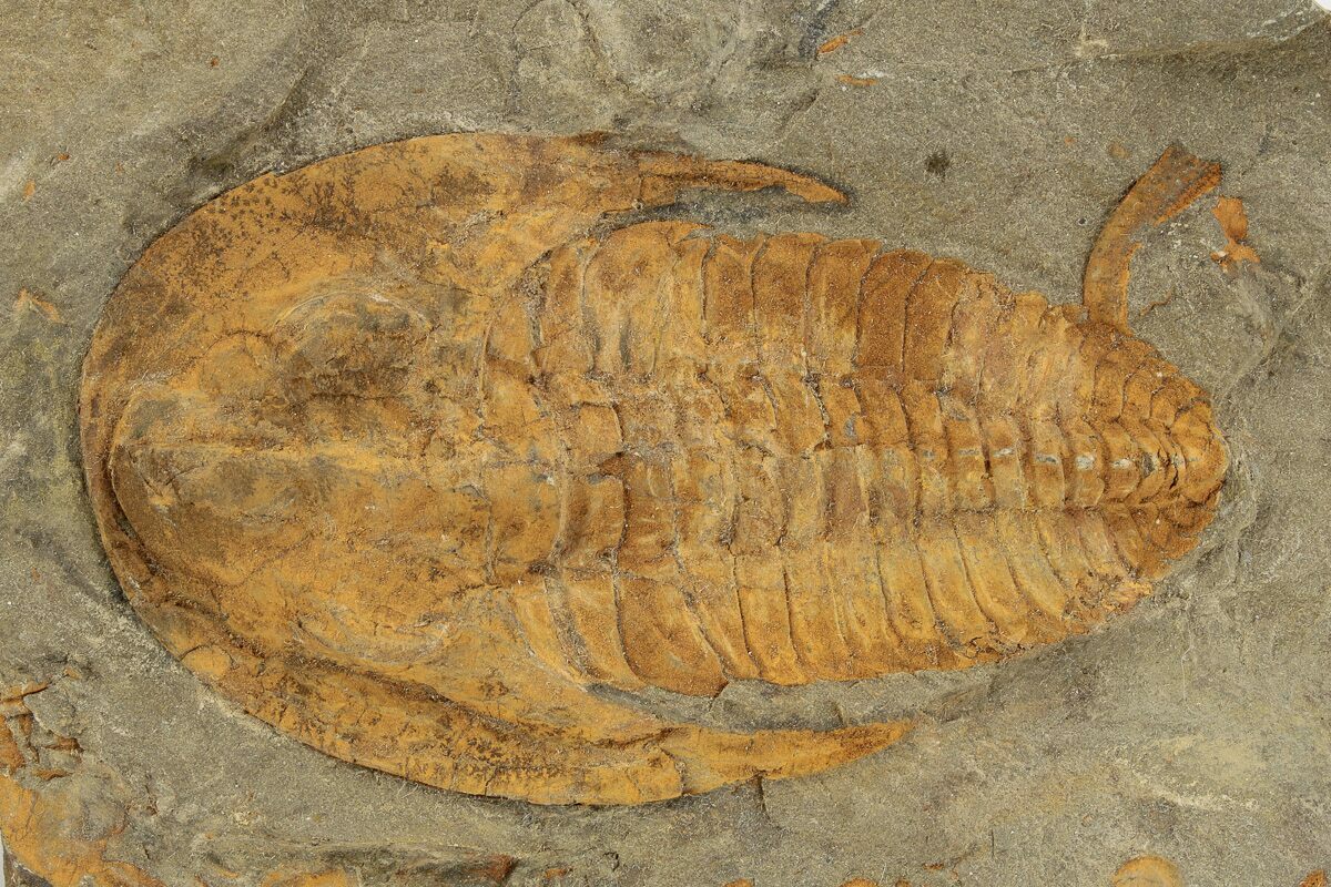 3.8" Cambropallas Trilobite With Pos/Neg - Jbel Ougnate, Morocco ...