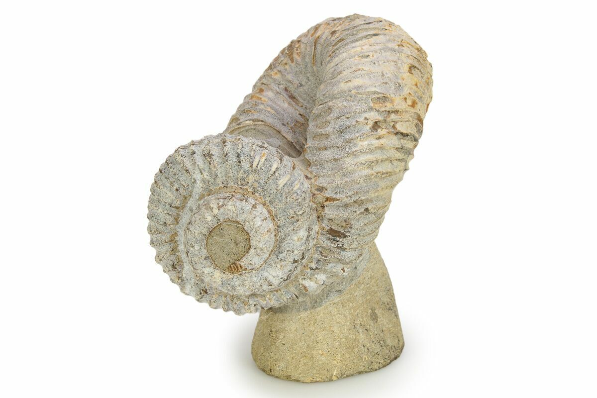 3.1" Fossil Heteromorph (Nostoceras) Ammonite - Madagascar (#254916 ...
