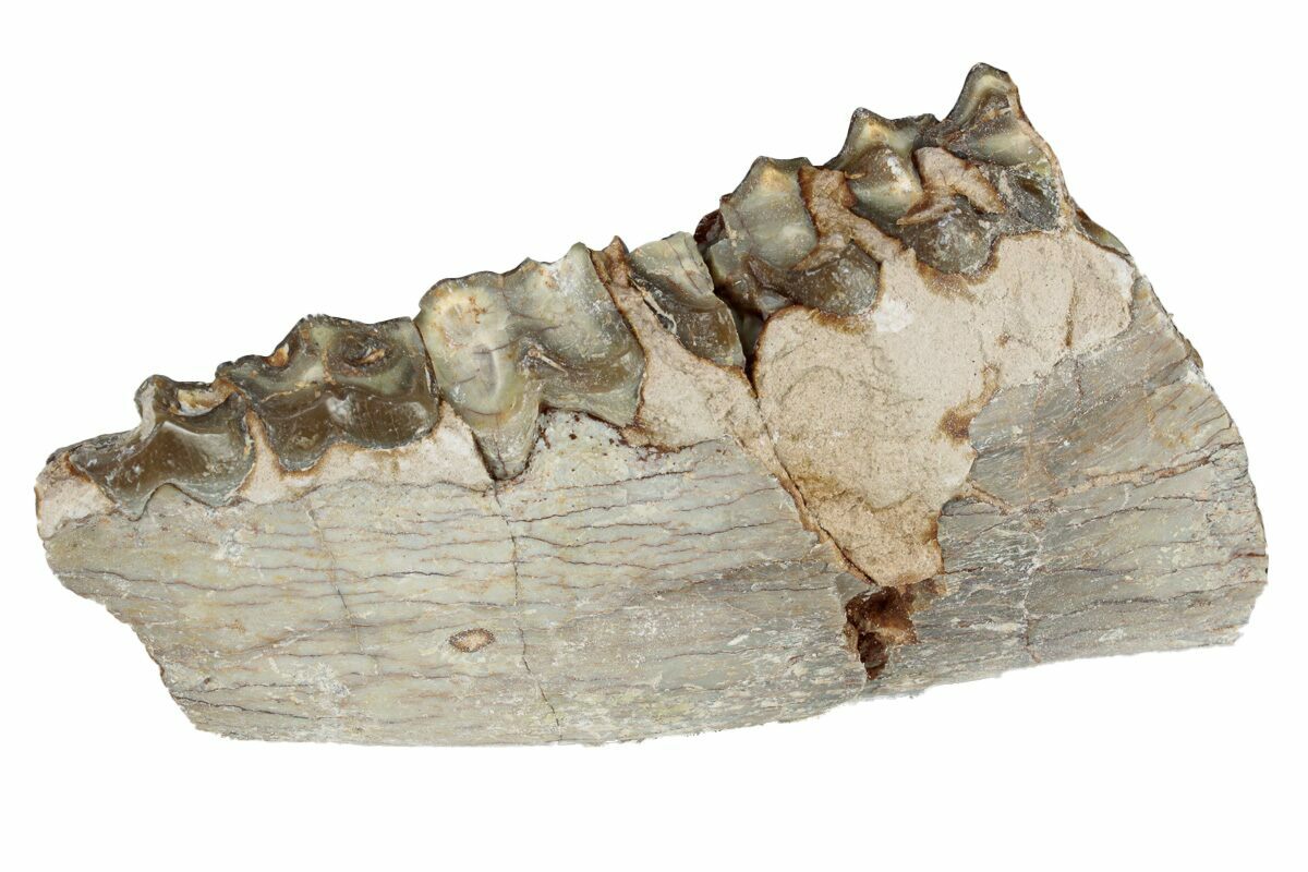 2.9" Oreodont (Merycoidodon) Jaw Section - South Dakota (#254996) For ...
