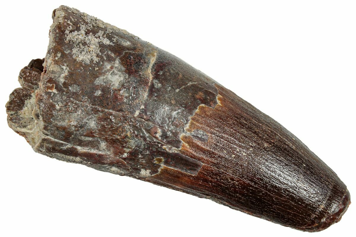 3.81" Real Fossil Spinosaurus Tooth - Beautiful Enamel (#254837) For ...
