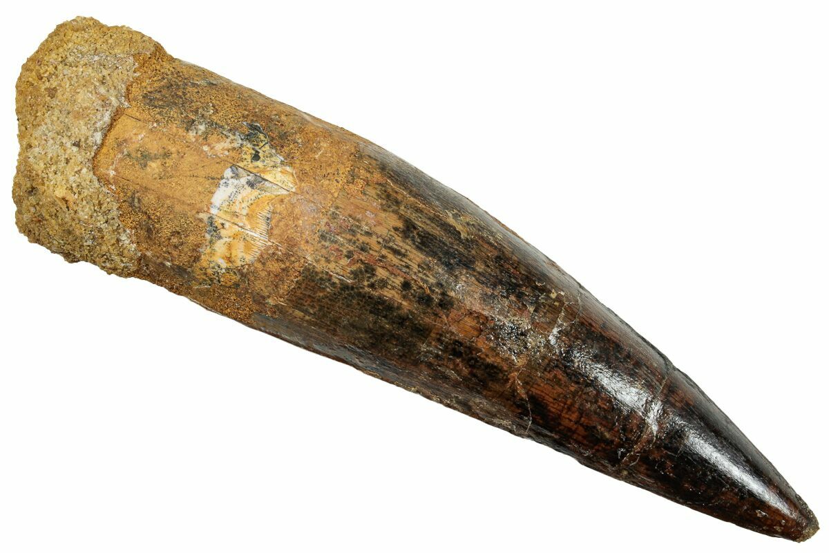 4.21" Real Fossil Spinosaurus Tooth - Beautiful Enamel (#254854) For ...