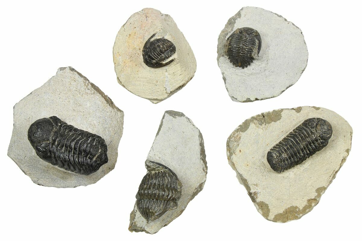 Clearance Lot - Bargain Trilobite Fossils From Morocco - 11 Pieces ...