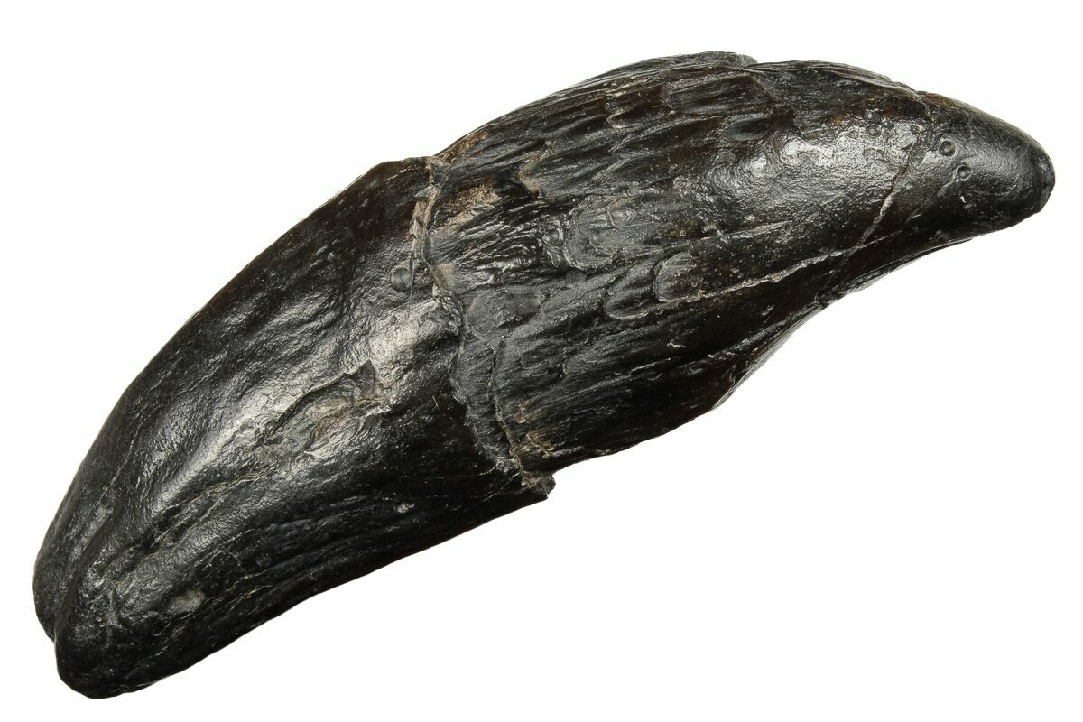 Huge, 6.4" Fossil Sperm Whale (Scaldicetus) Tooth - South Carolina ...