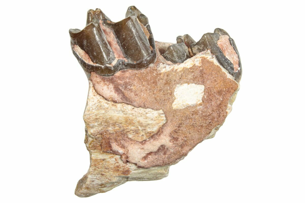 1" Fossil Horse (Mesohippus) Jaw Section - South Dakota (#254945) For ...