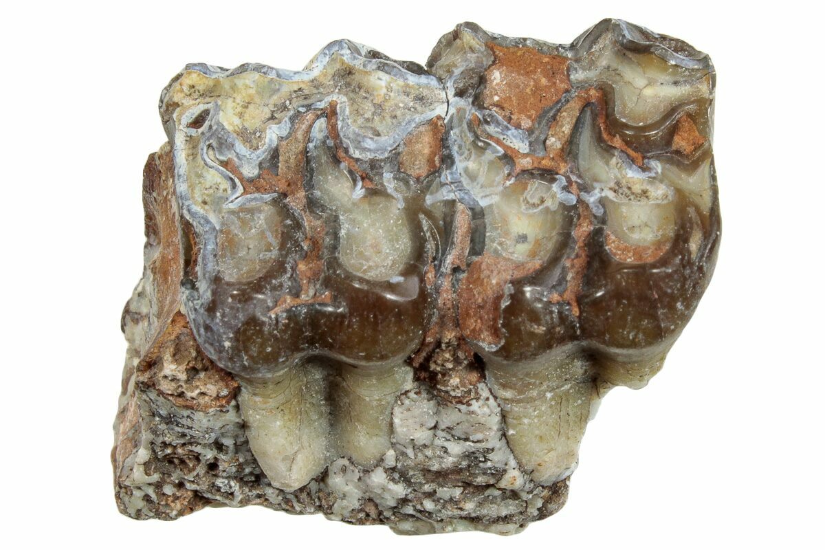 15" Fossil Horse (Mesohippus) Jaw Section - South Dakota (#254953) For ...