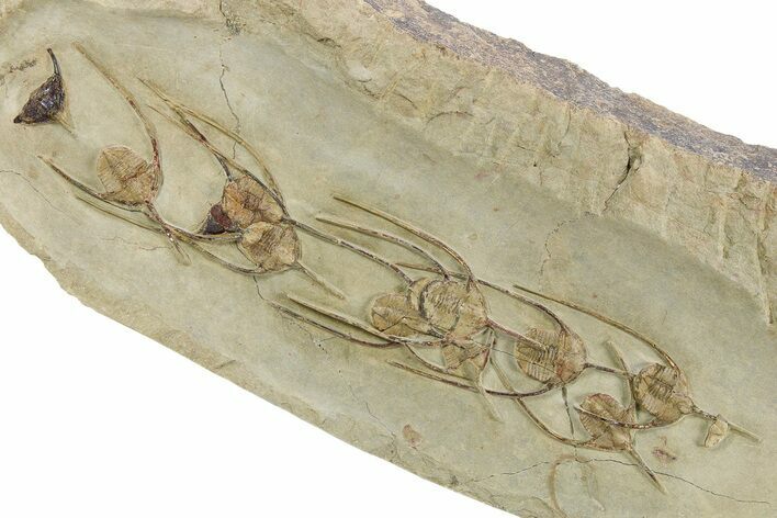 Line of Ten Trilobites (Lonchodomas) Trilobites - Morocco (#255434) For ...