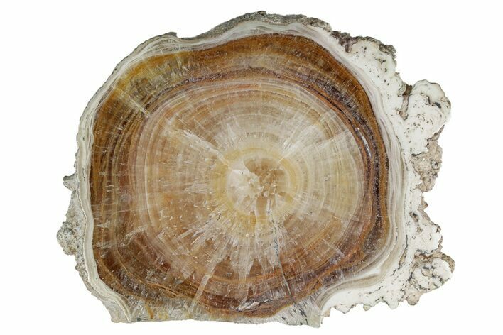 3" Polished Aragonite Stalactite Slice - Morocco (#255311) For Sale ...