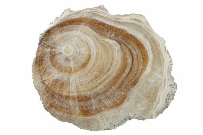 3.85" Polished Aragonite Stalactite Section - Morocco (#255360) For ...