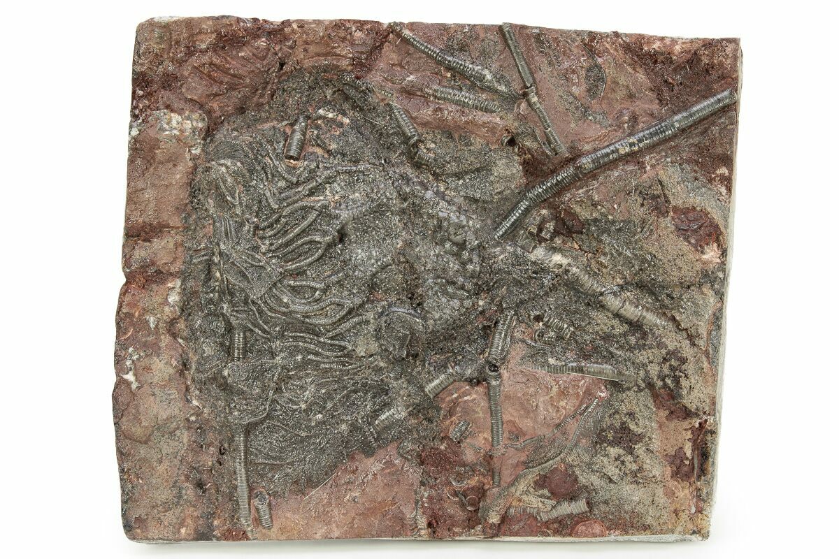 7.6" Silurian Fossil Crinoid (Scyphocrinites) Plate - Morocco (#255680 ...