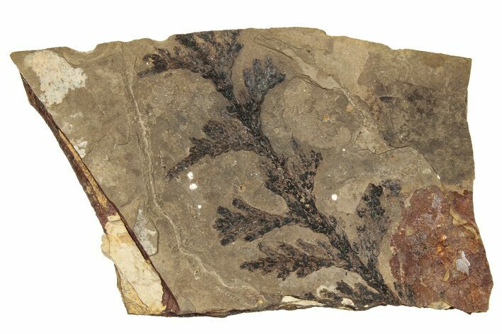 2" Conifer (Thuja) Fossil - McAbee, BC (#255579) For Sale - FossilEra.com