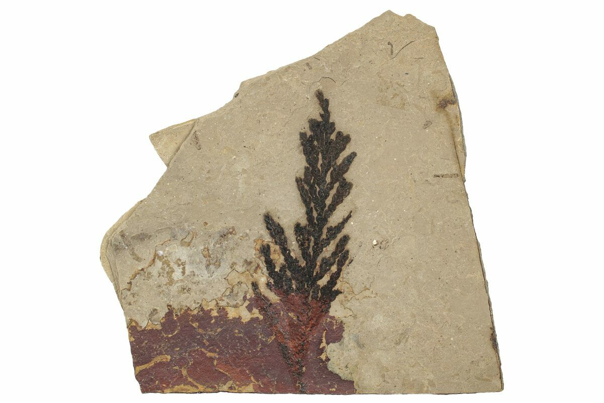 2.65" Conifer (Thuja?) Fossil - McAbee, BC (#255584) For Sale ...