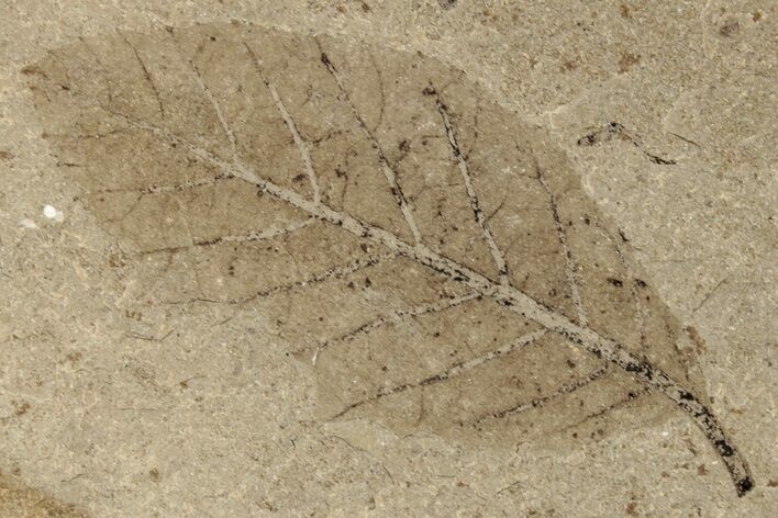 1.5" Leaf (Fagus) Fossil - McAbee, BC (#255616) For Sale - FossilEra.com