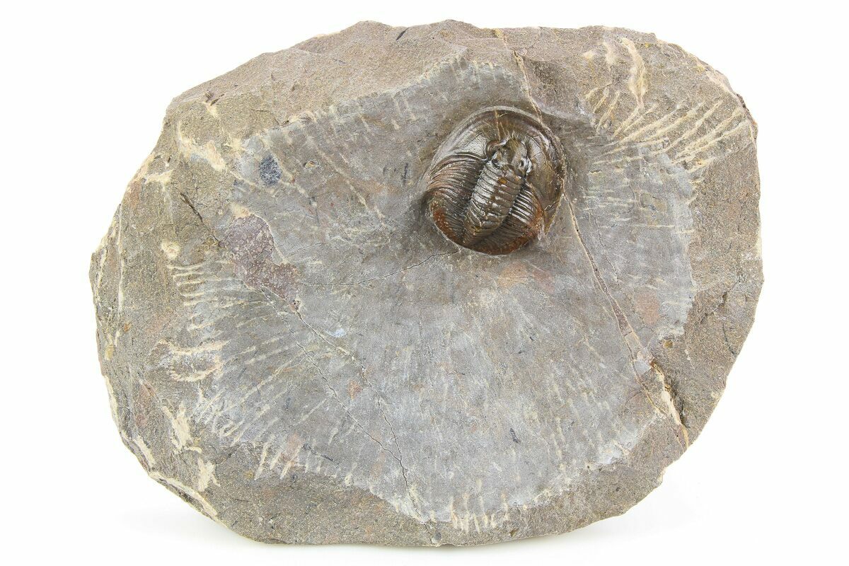 .9" Tropidocoryphe Trilobite - Rare Proetid With Axial Spines (#255450 ...