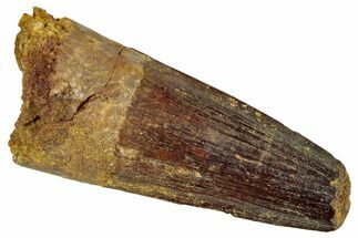 3.71" Real Fossil Spinosaurus Tooth - Large Tooth (#254838) For Sale ...