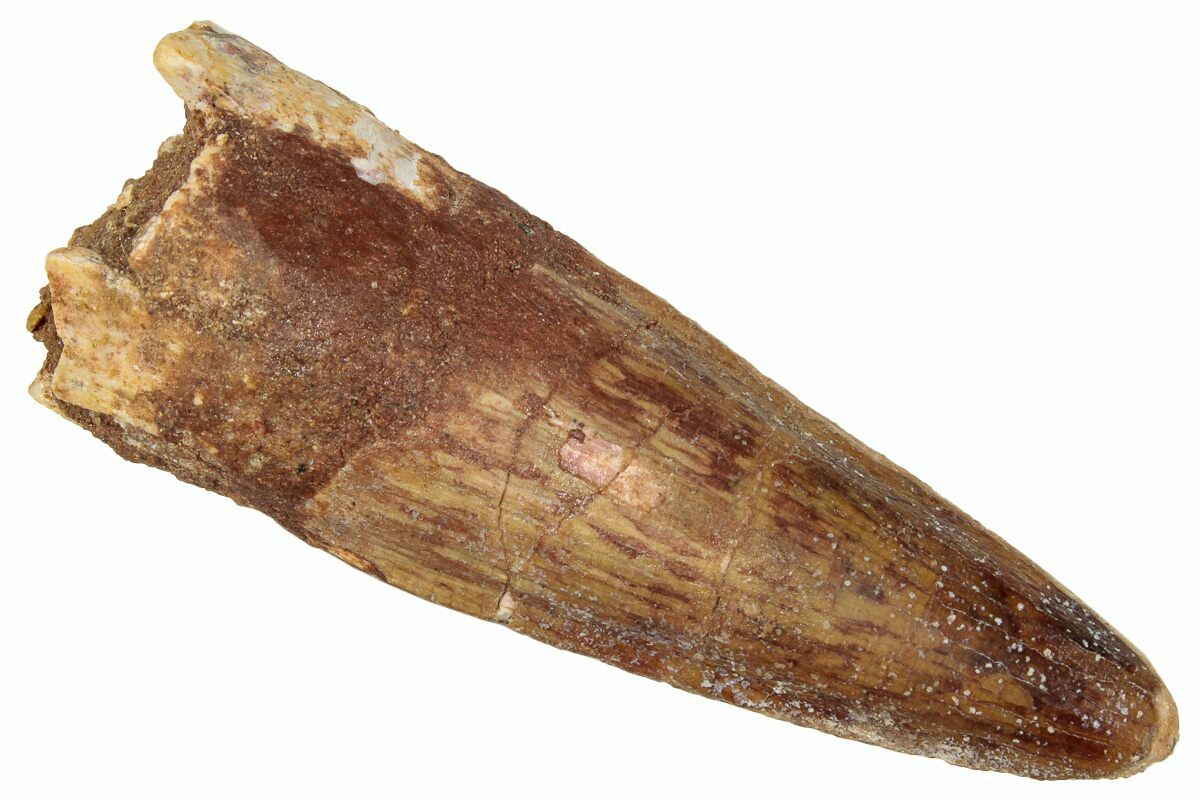2.10" Fossil Spinosaurus Tooth - Real Dinosaur Tooth (#253535) For Sale ...