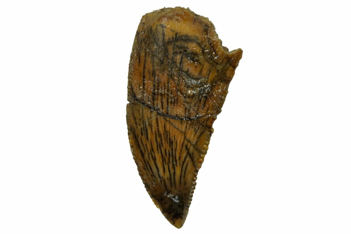 Serrated, .71" Raptor Tooth - Real Dinosaur Tooth (#255830) For Sale ...