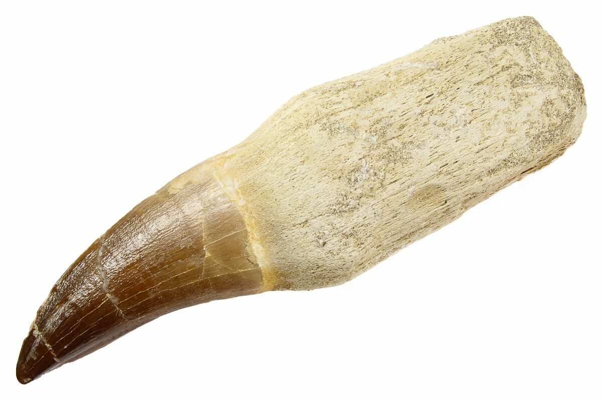 4.6" Fossil Rooted Mosasaur (Prognathodon) Tooth - Morocco (#192516 ...