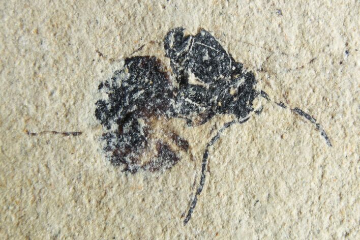 .18" Fossil Insect (Hymenoptera) - France (#256029) For Sale ...