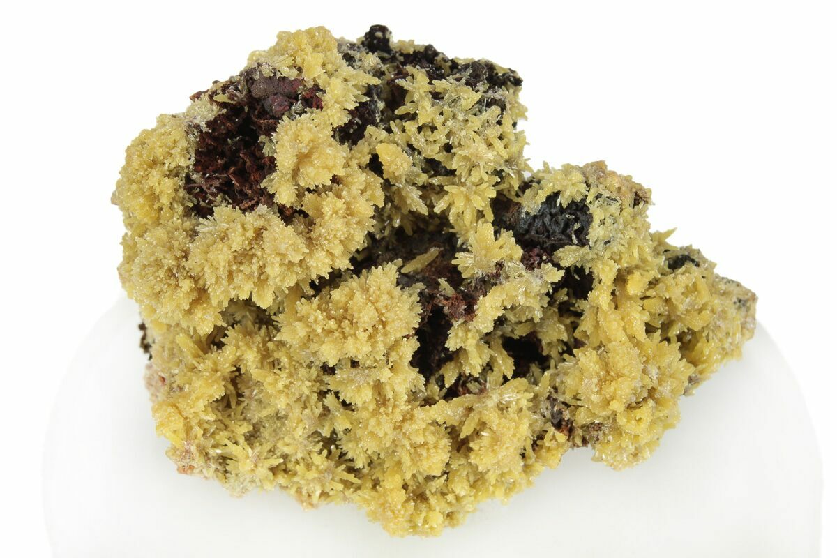 1.5" Mimetite Crystal Clusters on Limonitic Matrix - Mexico (#256293 ...